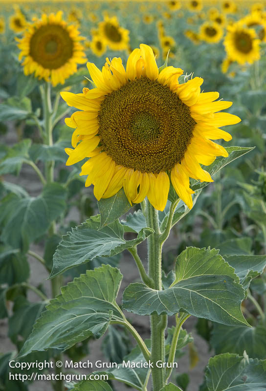 2349-0002-First-Sunflower-Of-The-Day | Photographer in Colorado
