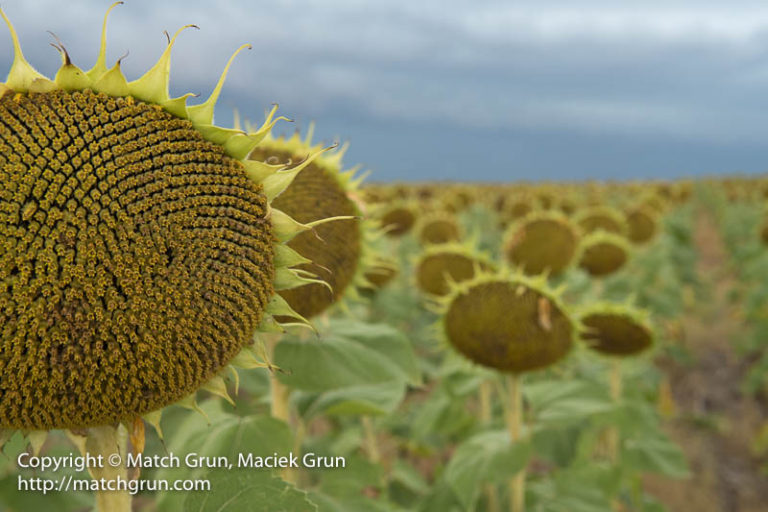 More Sunflowers Under A Stormy Sky — wk 37 | Photographer in Colorado