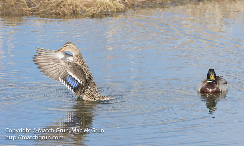 2460-0008-Female-Mallard-Flapping-WIngs | Photographer in Colorado