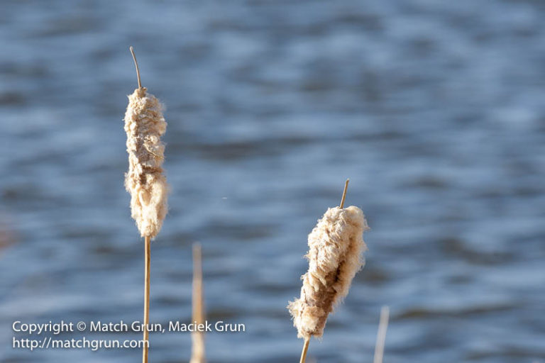 2556-0263-Cat-Tails-Alongside-The-Pond | Photographer in Colorado