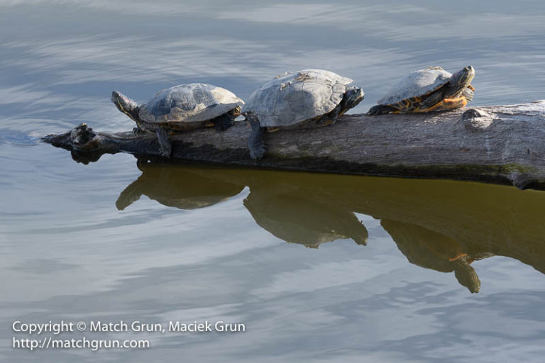 2560-0094-Painted-Turtles-On-Log-Overland-Pond | Photographer in Colorado